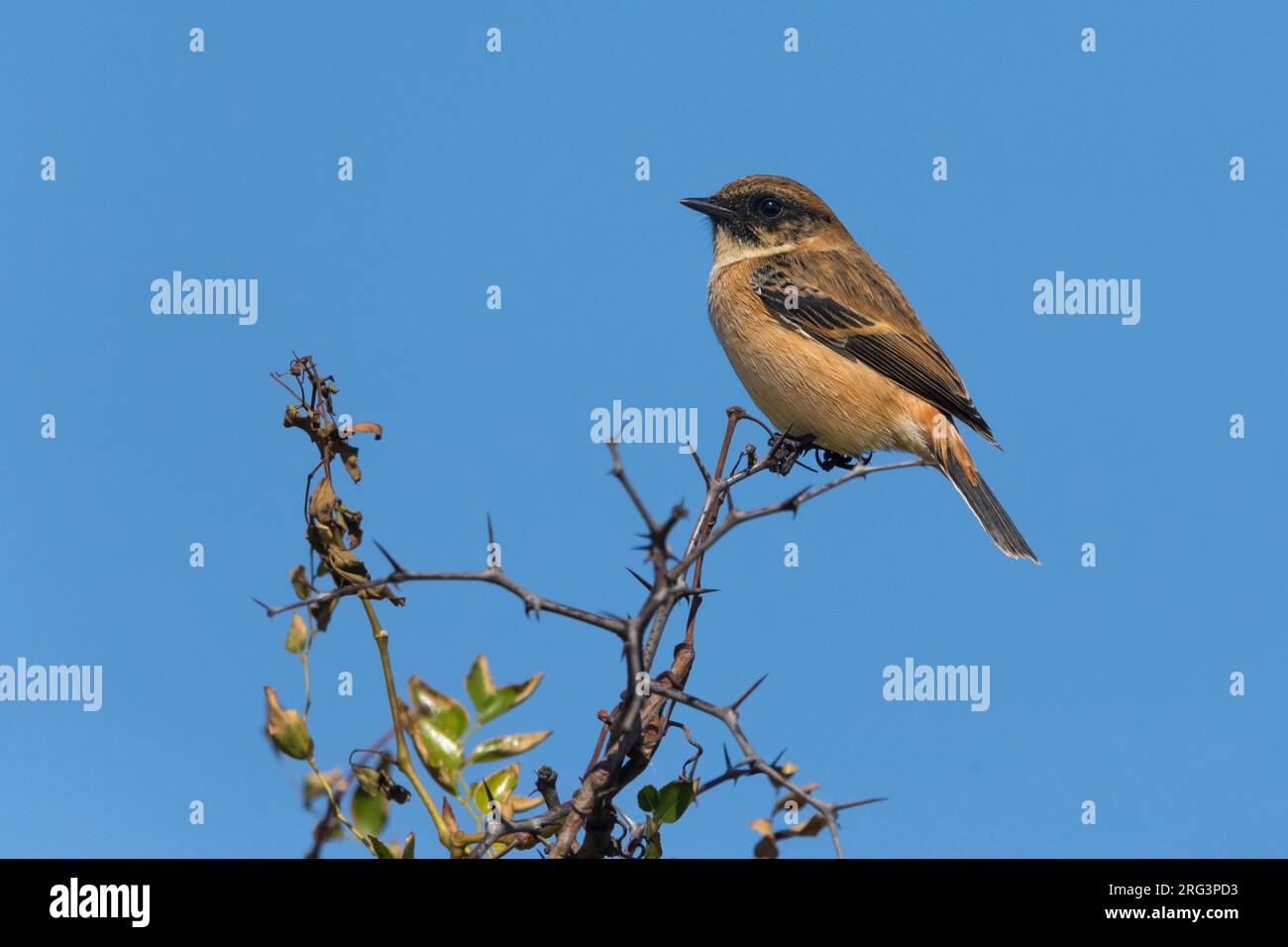 Stejnegers stonechat hi-res stock photography and images - Alamy