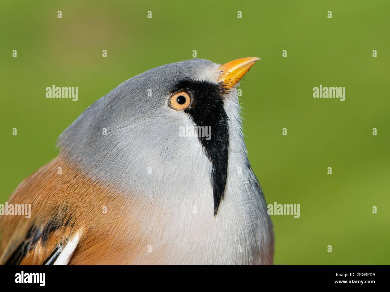 Male panurus biarmicus hi-res stock photography and images - Alamy