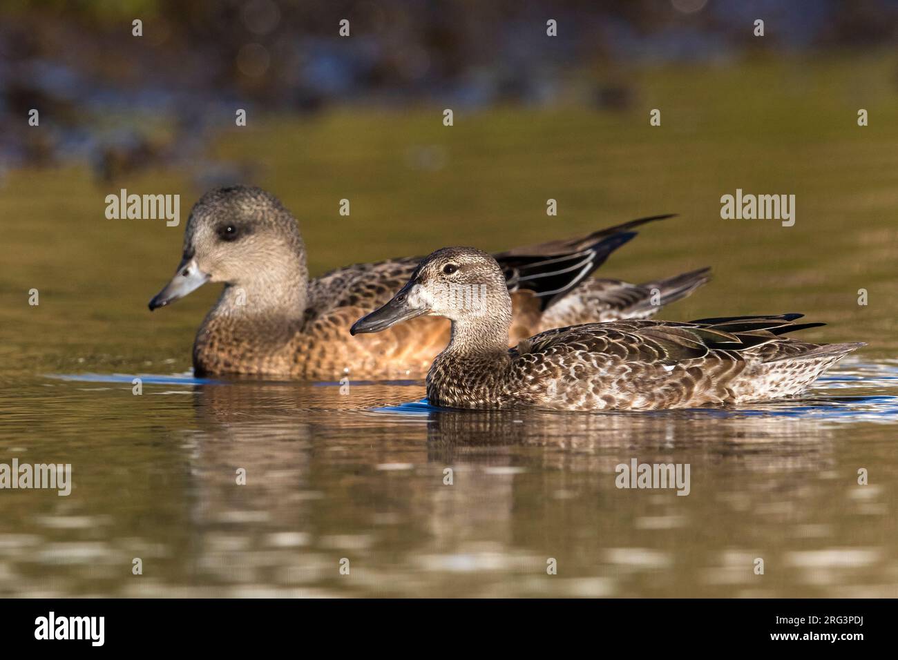 Female Blue-winged Teal, Spatula discors, Female American Wigeon ...
