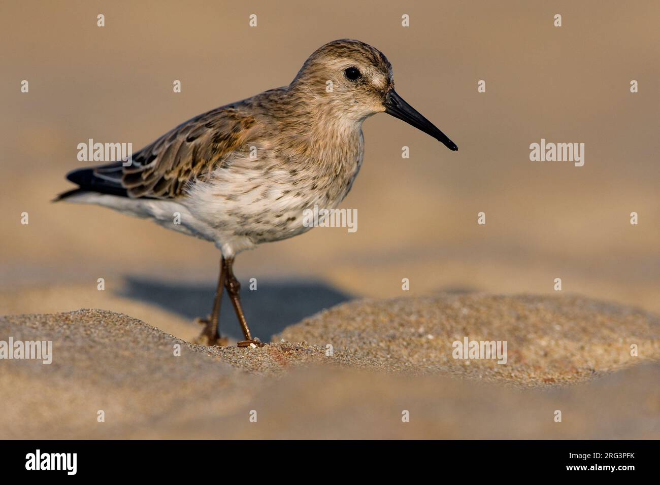Onvolwassen Bonte Strandloper; Immature Dunlin Stock Photo - Alamy