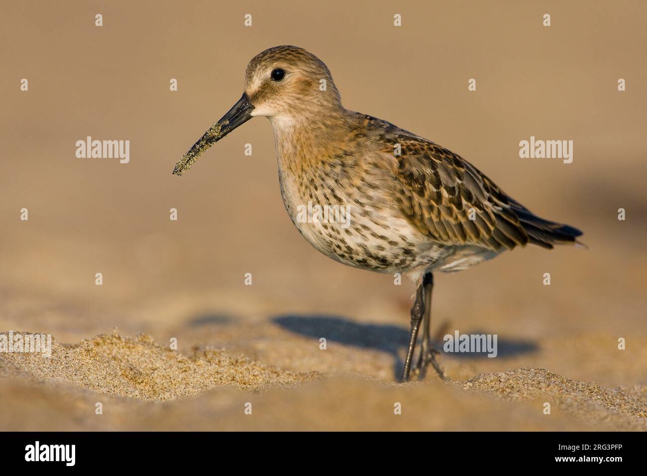 Onvolwassen Bonte Strandloper; Immature Dunlin Stock Photo - Alamy