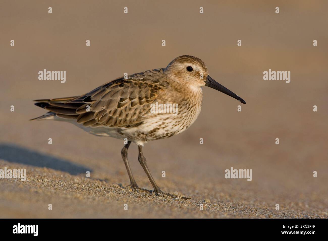 Onvolwassen Bonte Strandloper; First winter Dunlin Stock Photo - Alamy