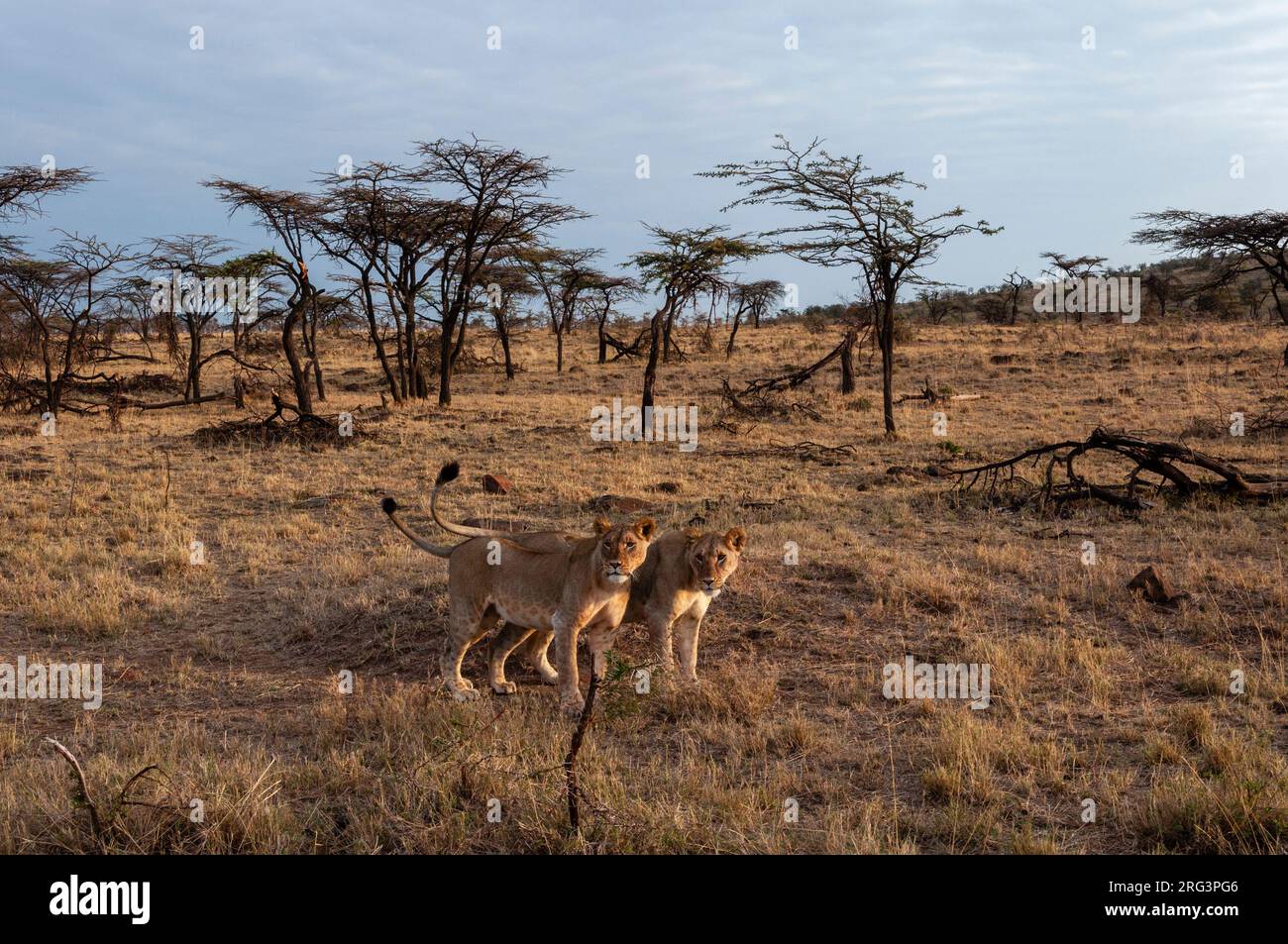 Two lioness, Panthera leo, side by side in a vast landscape of ...