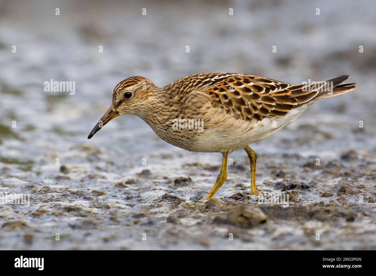 Pectoral sandpiper europe hi-res stock photography and images - Alamy