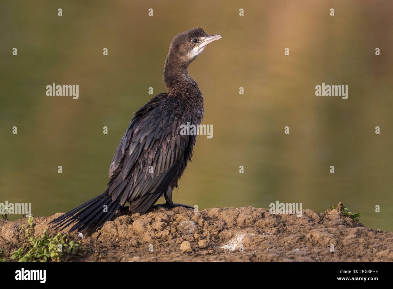 Pygmy Cormorant; Microcarbo pygmaeus Stock Photo - Alamy