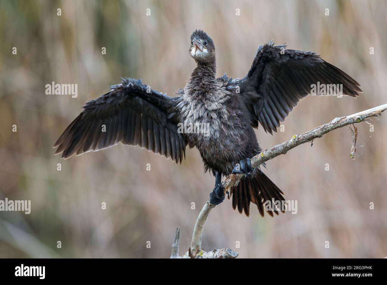 Pygmy Cormorant; Microcarbo pygmaeus Stock Photo - Alamy