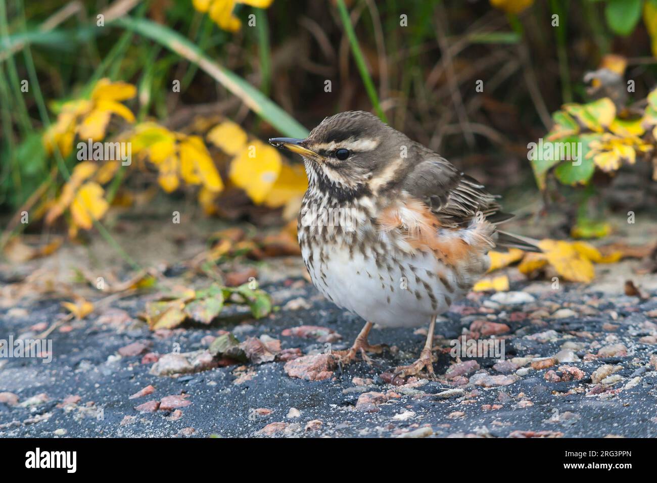Redwing - Rotdrossel - Turdus iliacus ssp. iliacus, Germany, adult ...