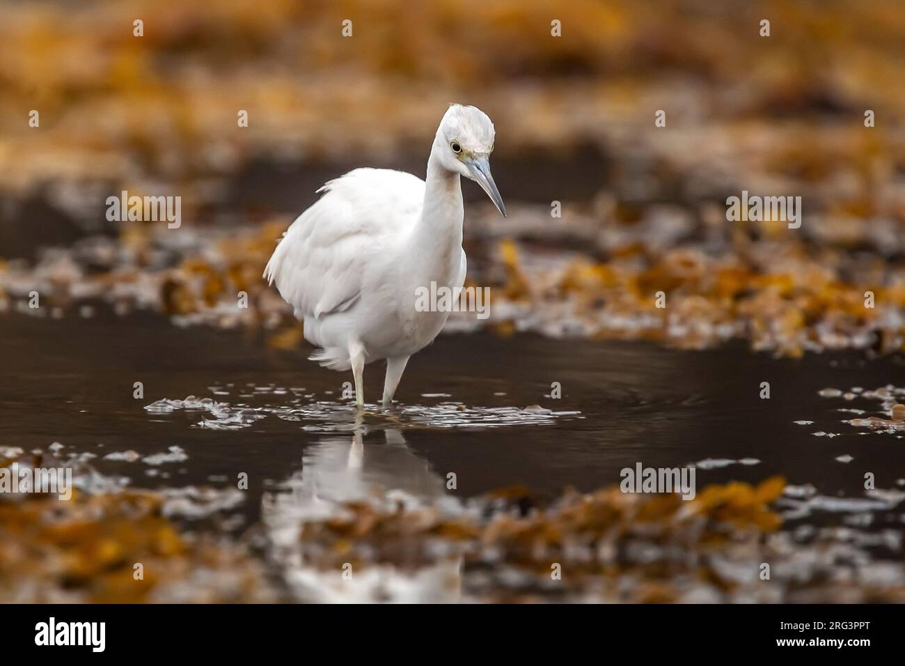 Immature Little Blue Heron (Egretta caerulea) in Letterfrack, Co Galway ...