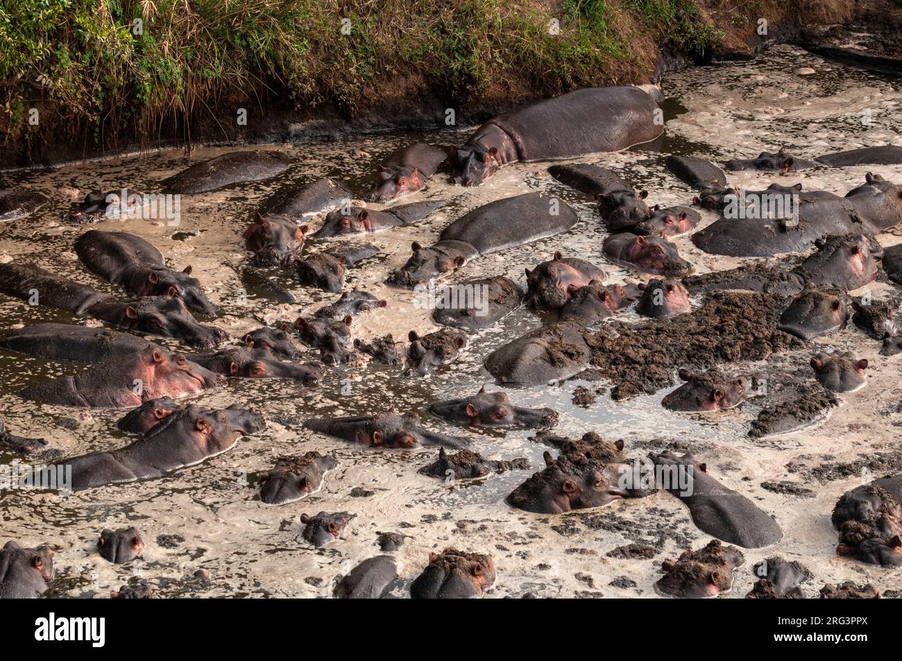 A large group of hippopotamuses, Hippopotamus amphibius, crowded in the ...