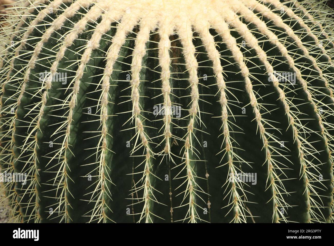 golden barrel cactus with yellow spikes side view close up Stock Photo ...