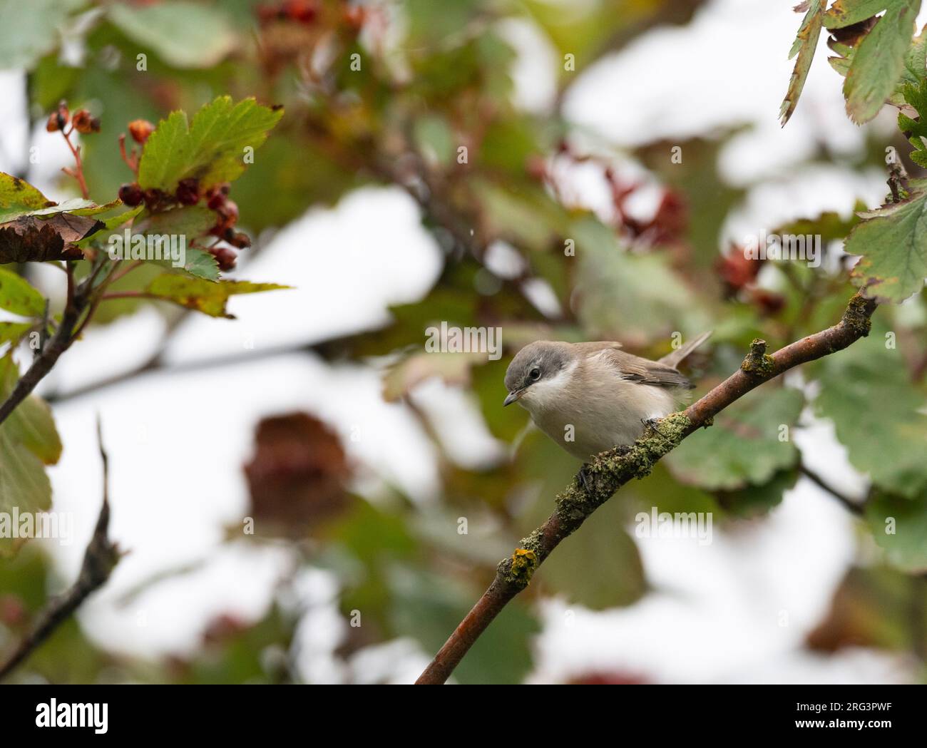 Lesser Whitethroat (Sylvia curruca) perched in a tree in Finland during ...