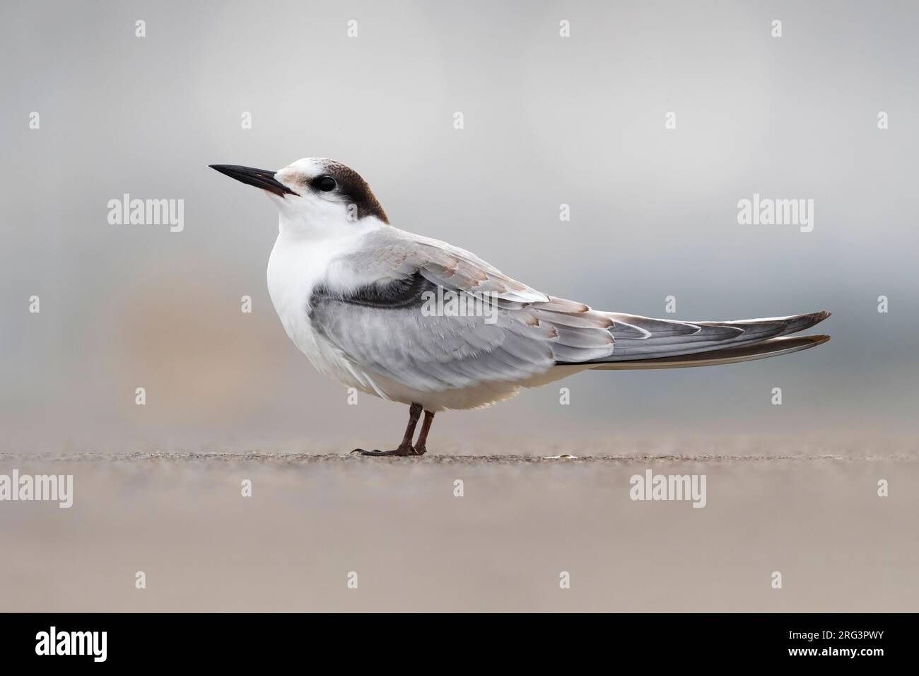 First-winter Common Tern (Sterna hirundo) standing on the ground Stock ...
