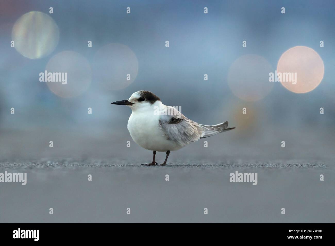 First-winter Common Tern (Sterna hirundo) on the Azores. Standing on ...