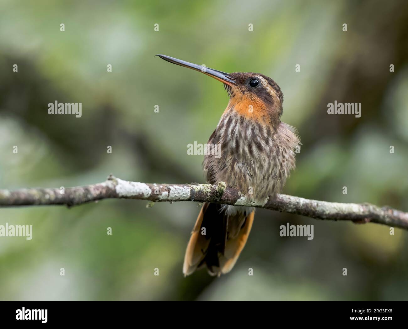 Saw-billed Hermit, Ramphodon naevius, male perched on a thin branch in ...