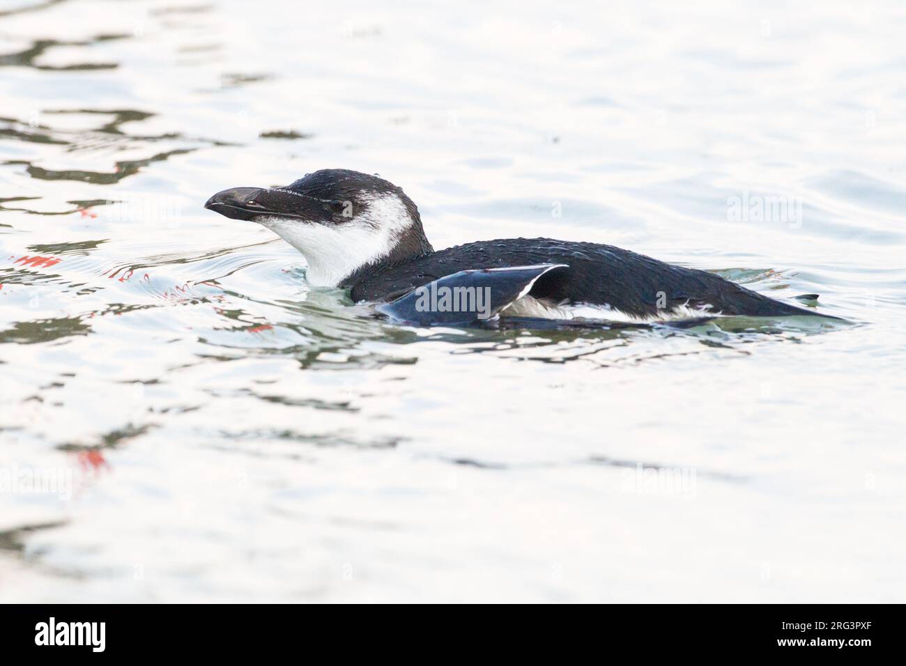 Alk, Razorbill, Alca torda first winter swimming Stock Photo - Alamy