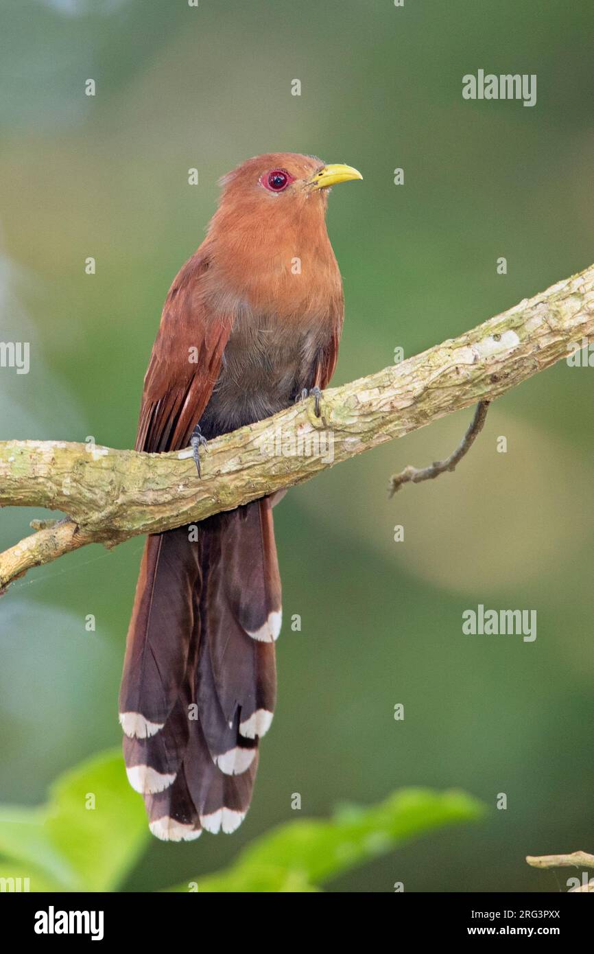 Little Cuckoo at Leticia, Amazonas, Colombia Stock Photo - Alamy