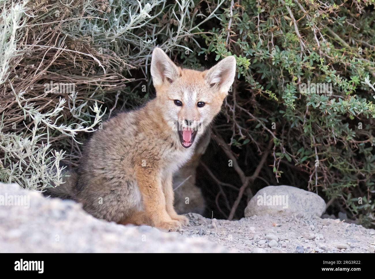 Grey fox cub hi-res stock photography and images - Alamy