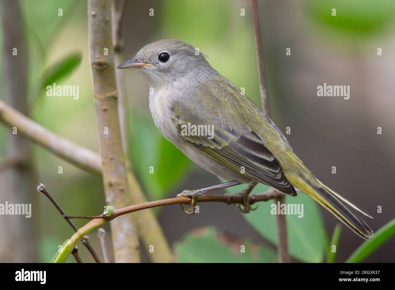 A Female Mangrove Warbler (Setophaga petechia flavida) at Isla San ...