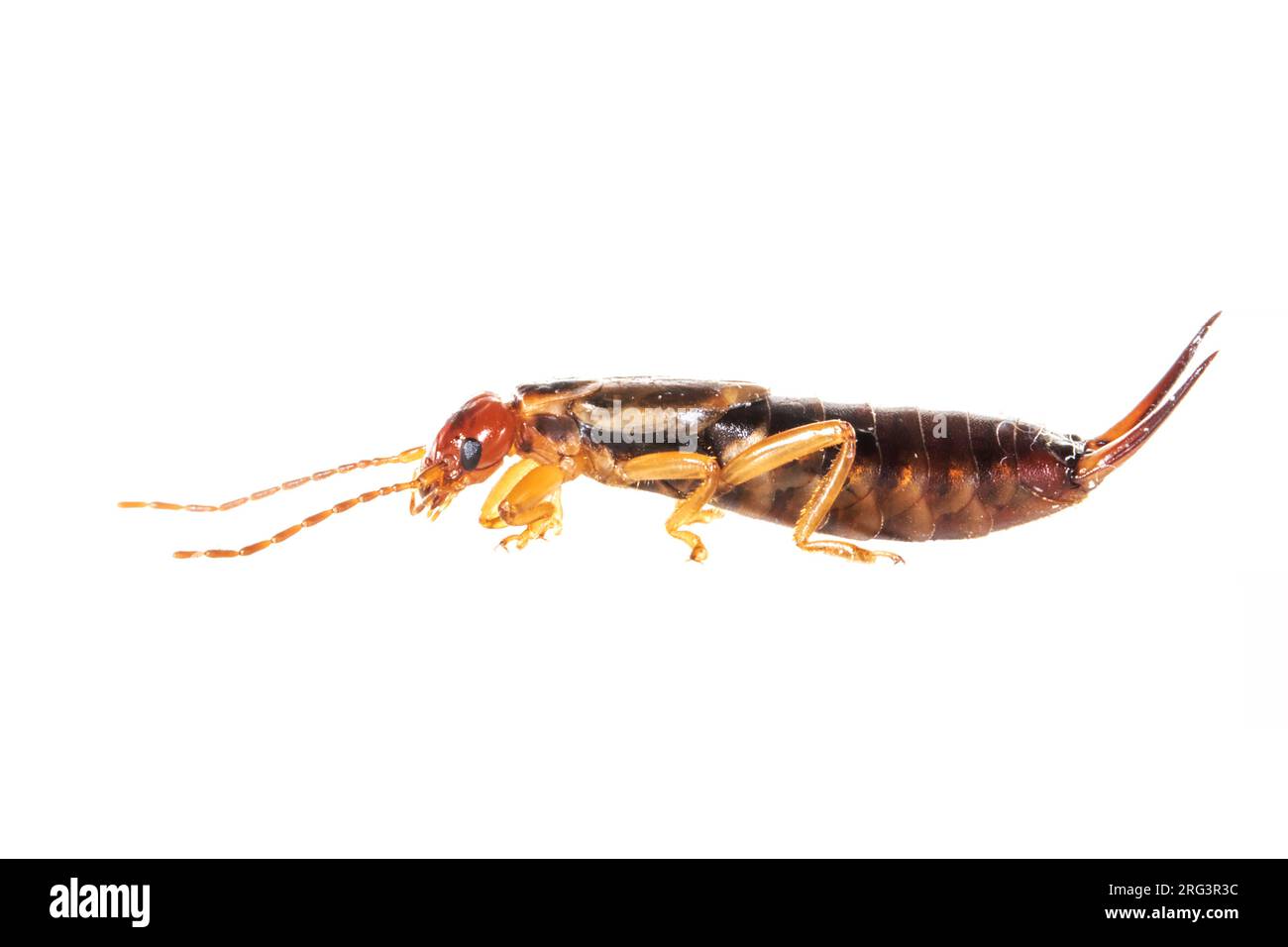 Macro view earwig insect isolated Cut Out Stock Images & Pictures - Alamy