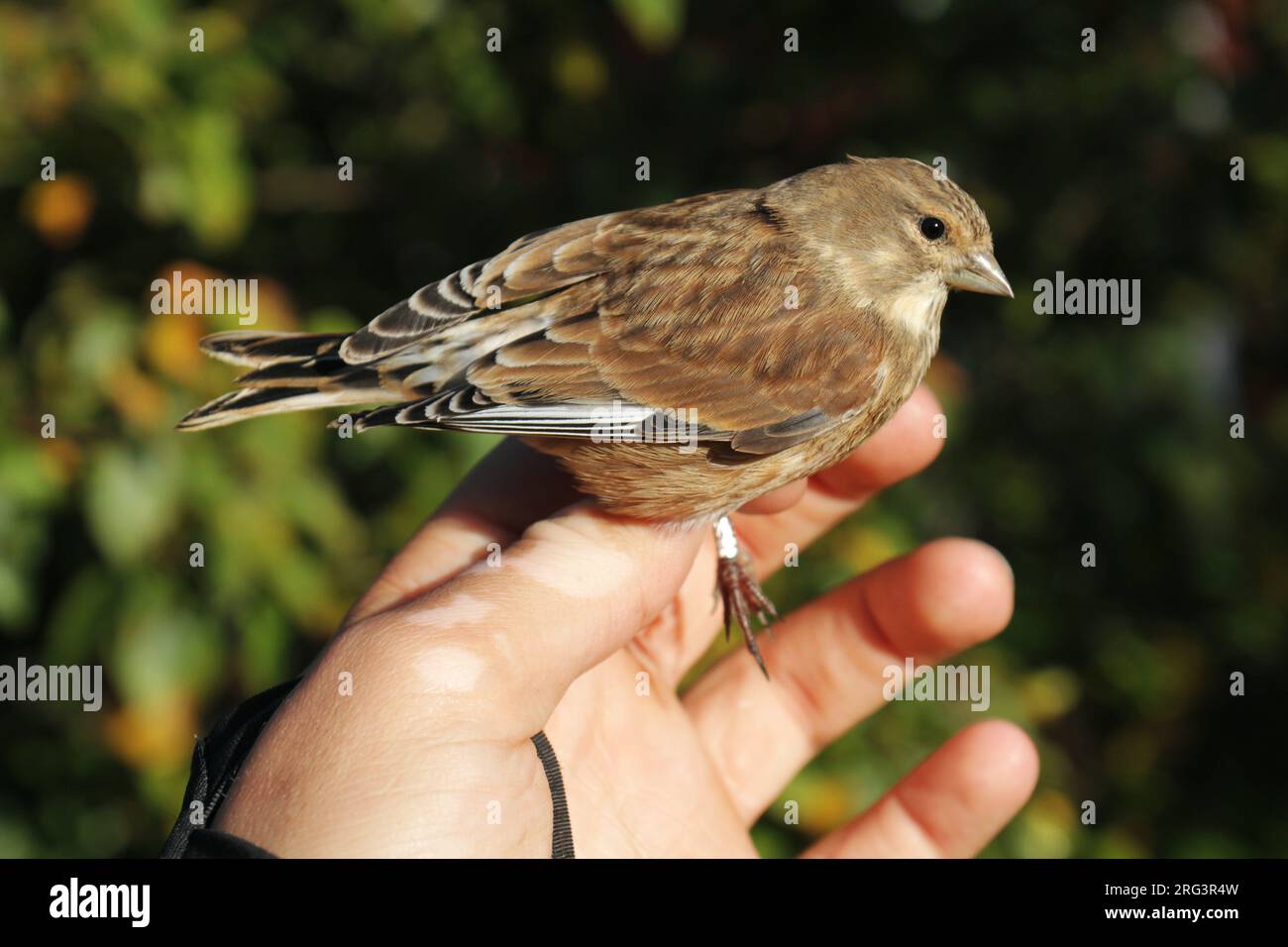 First-winter Common Linnet (Linaria cannabina) caught at ringing ...