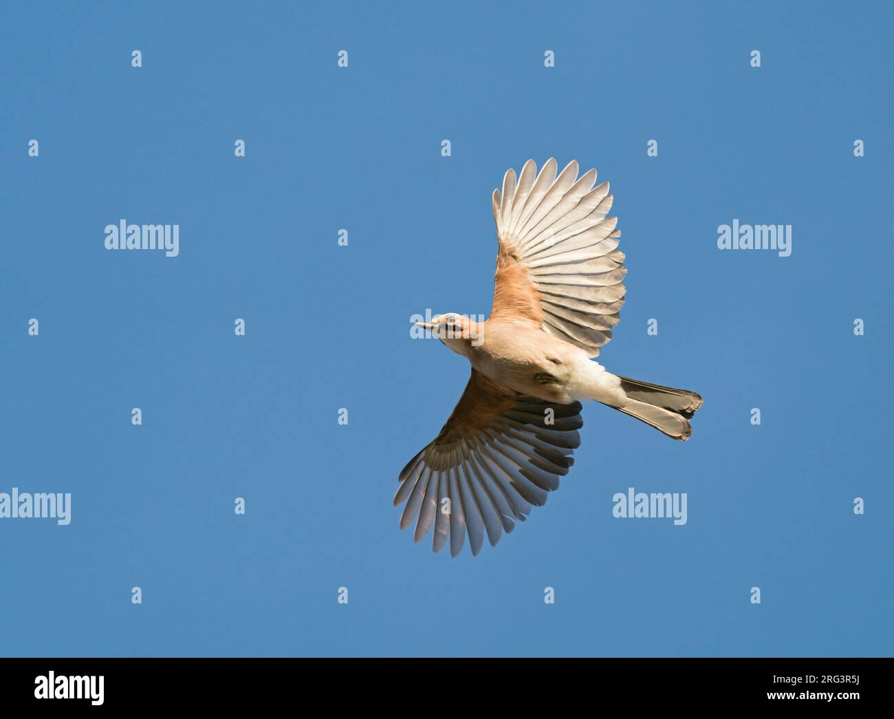 Eurasian Jay (Garrulus glandarius) flying, migrating in the blue sky ...