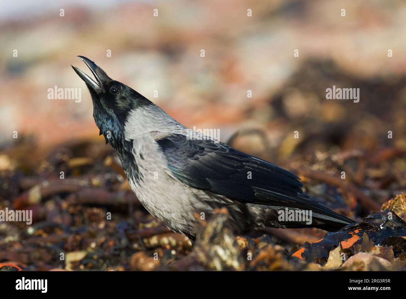 Corvus cornix hybrid hi-res stock photography and images - Alamy