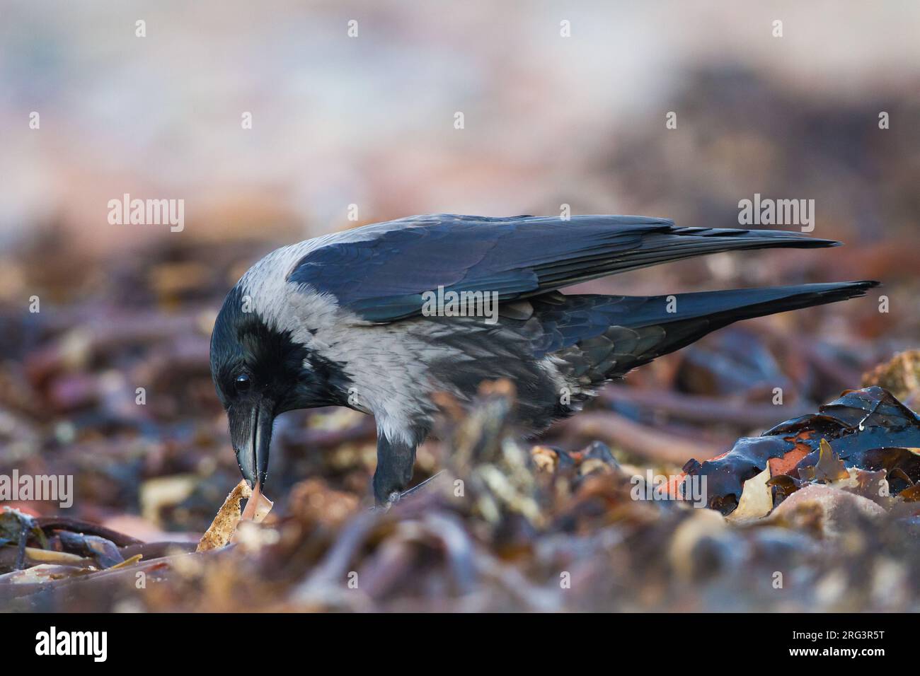 Bonte Kraai, Hooded Crow, Corvus cornix hybrid calling on beach Stock ...