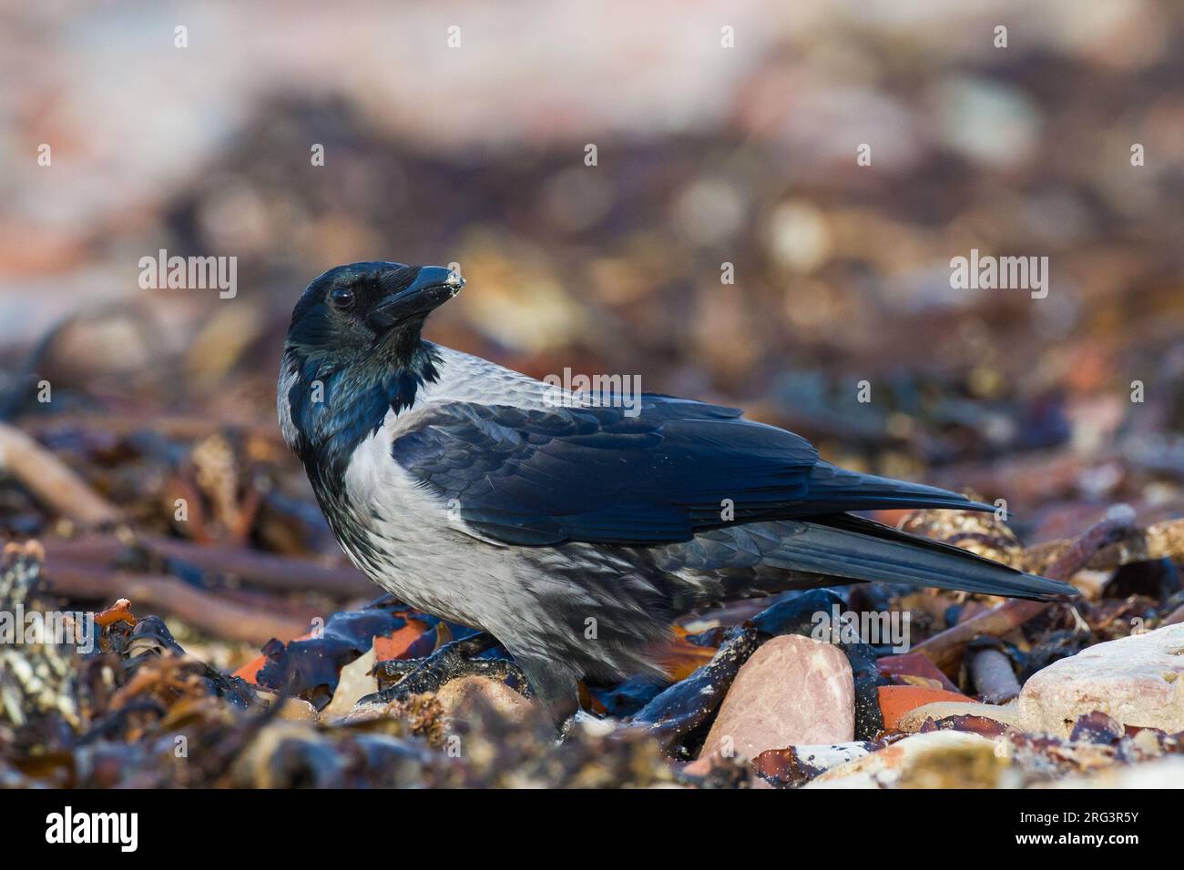 Corvus cornix hybrid hi-res stock photography and images - Alamy