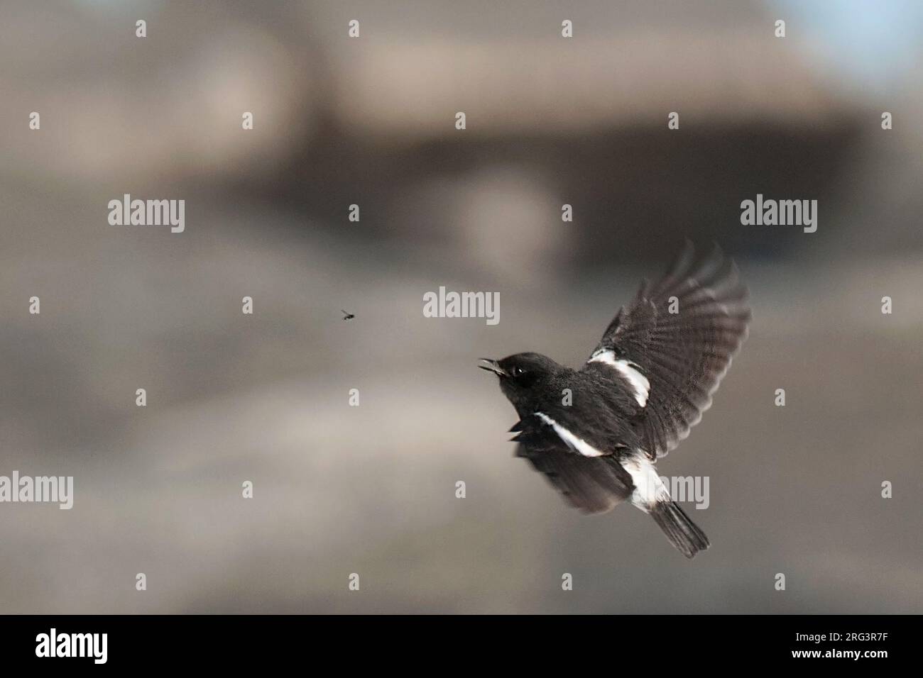 Buschat hi-res stock photography and images - Alamy