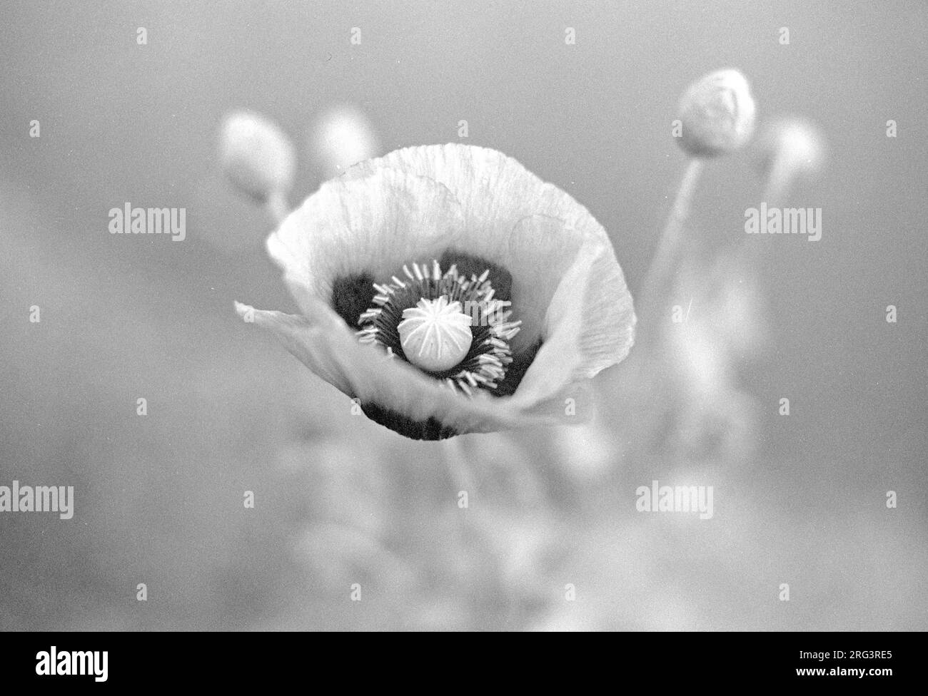 Purple poppies Black and White Stock Photos & Images - Alamy