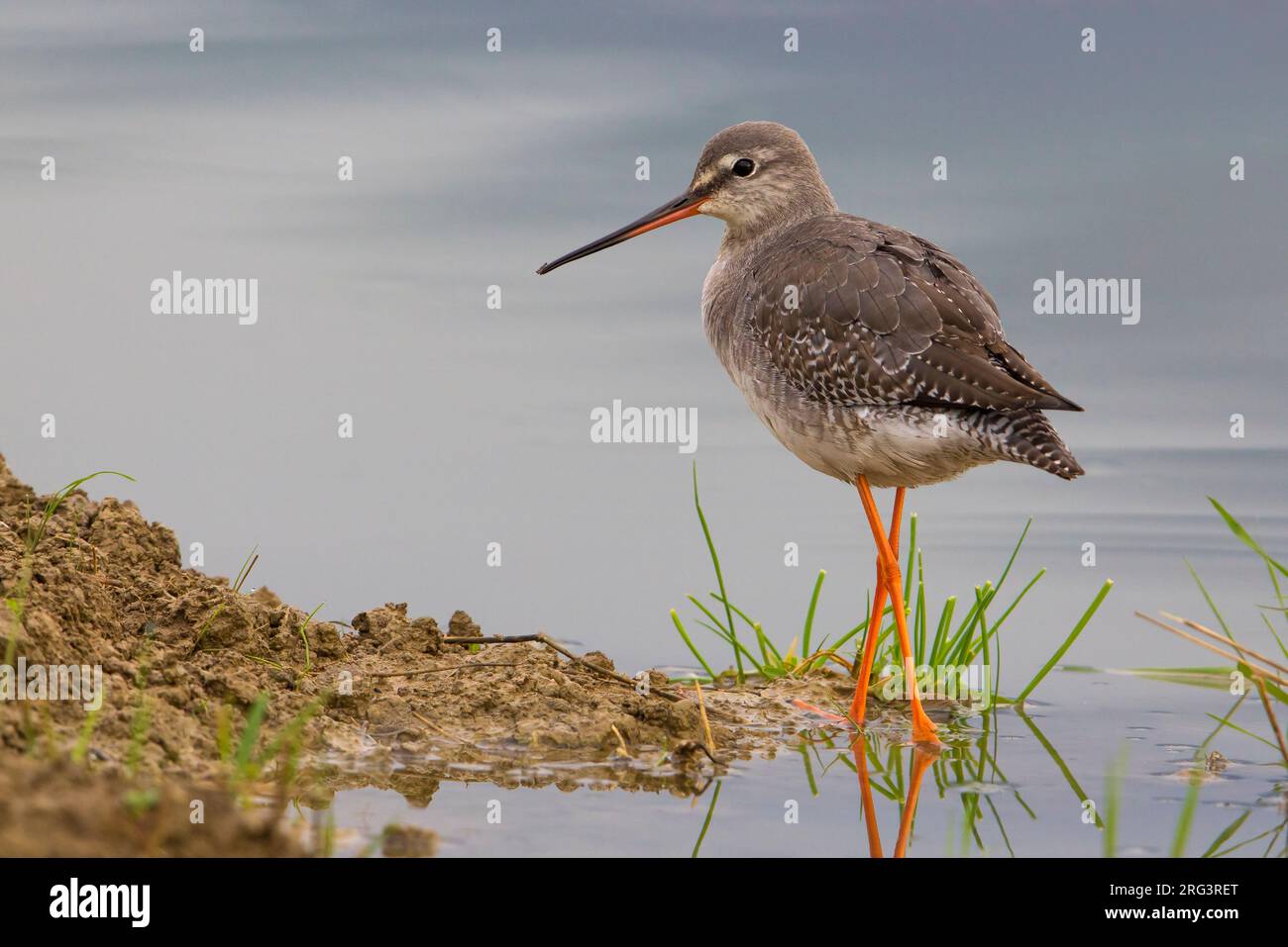 Zwarte ruiter hi-res stock photography and images - Alamy