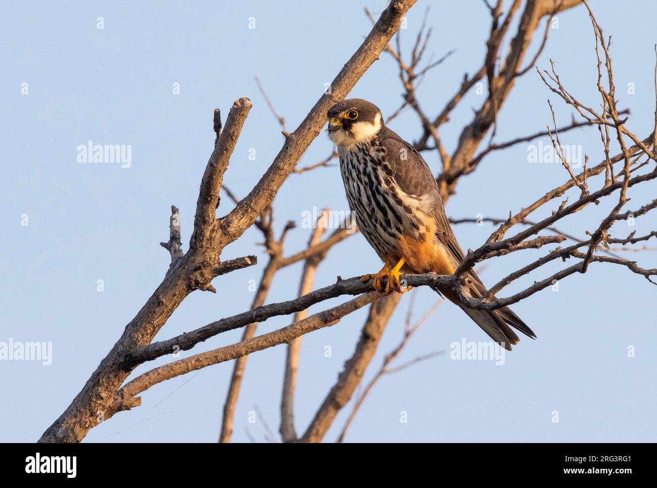 Volwassen Boomvalk; Adult Northern Hobby Stock Photo - Alamy