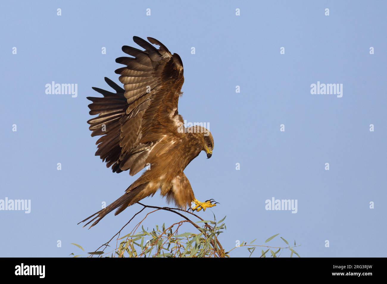 Black kite egypt hi-res stock photography and images - Alamy