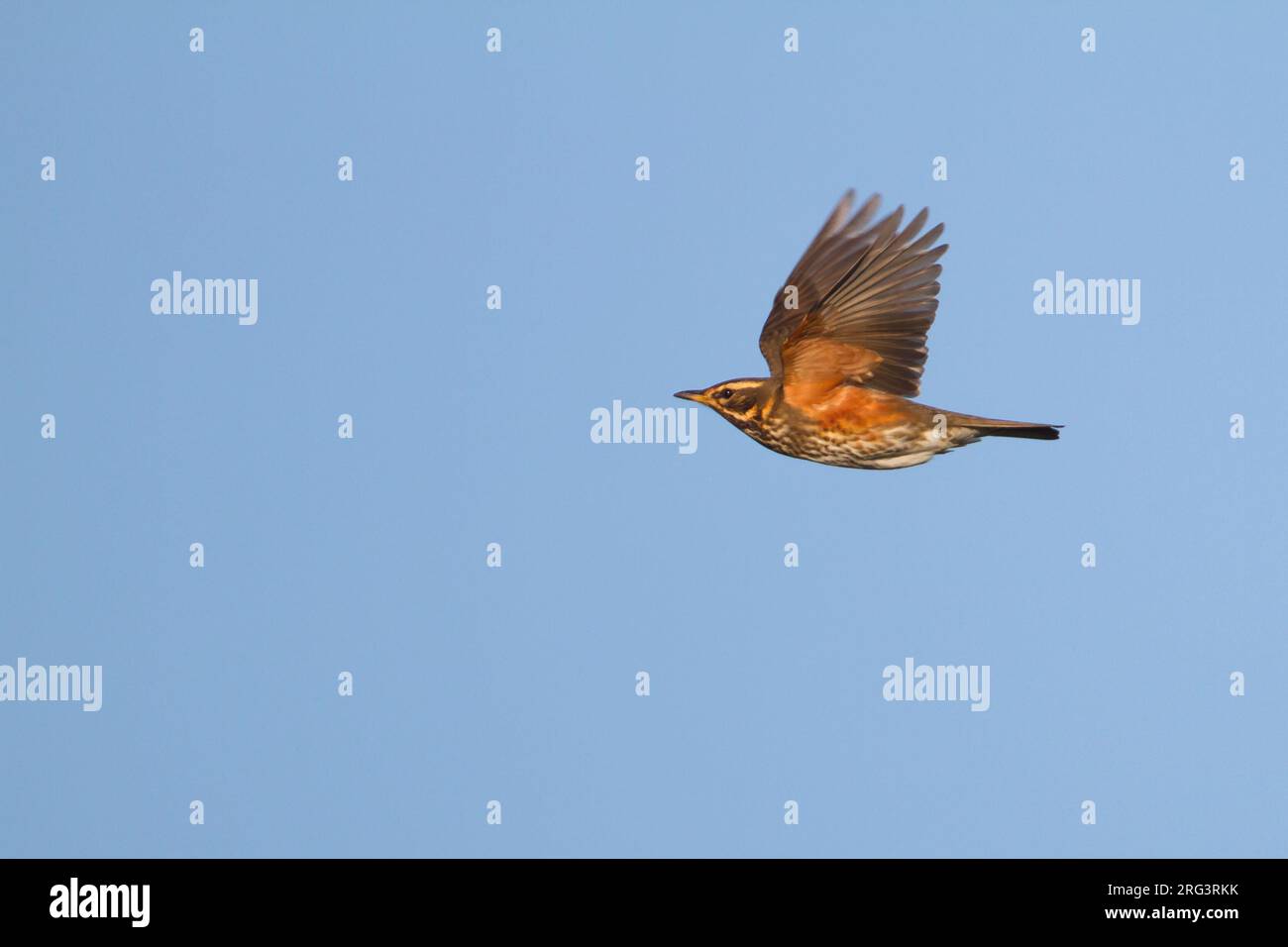 Redwing - Rotdrossel - Turdus iliacus ssp. iliacus, Germany, adult ...