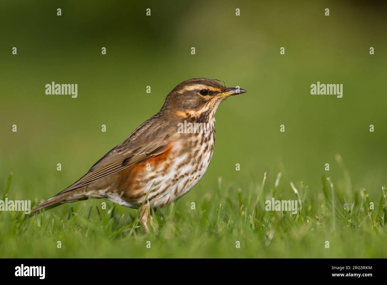 Redwing - Rotdrossel - Turdus iliacus ssp. iliacus, Germany, adult ...