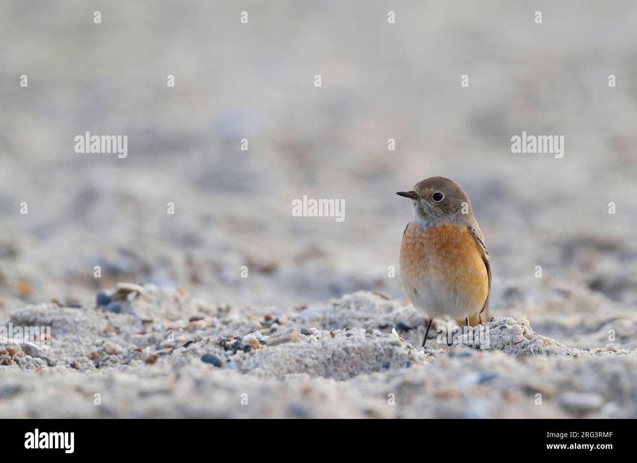 Common Redstart - Gartenrotschwanz - Phoenicurus phoenicurus ssp ...