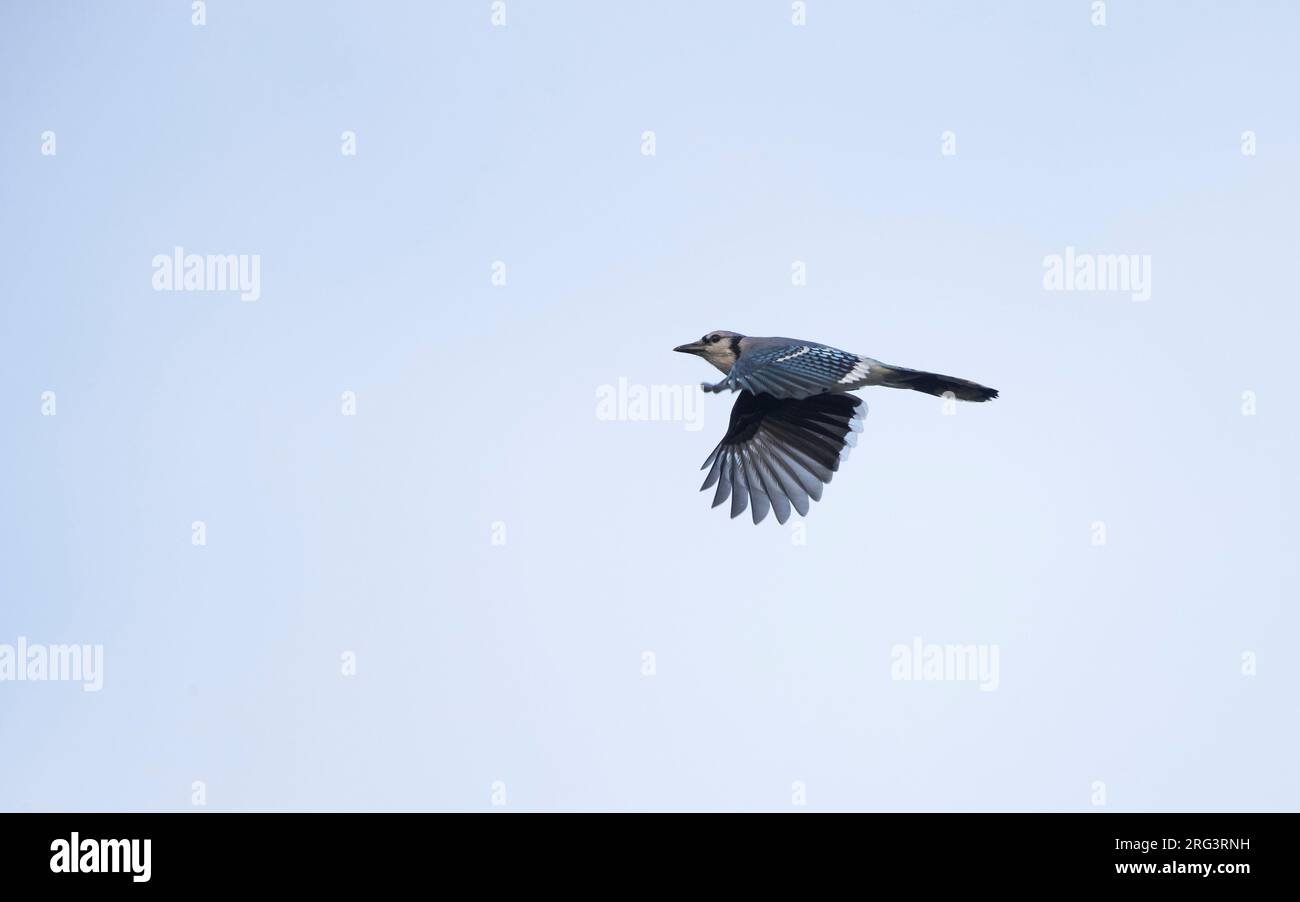 Blue Jay (Cyanocitta cristata) in flight showing upperside on migration ...