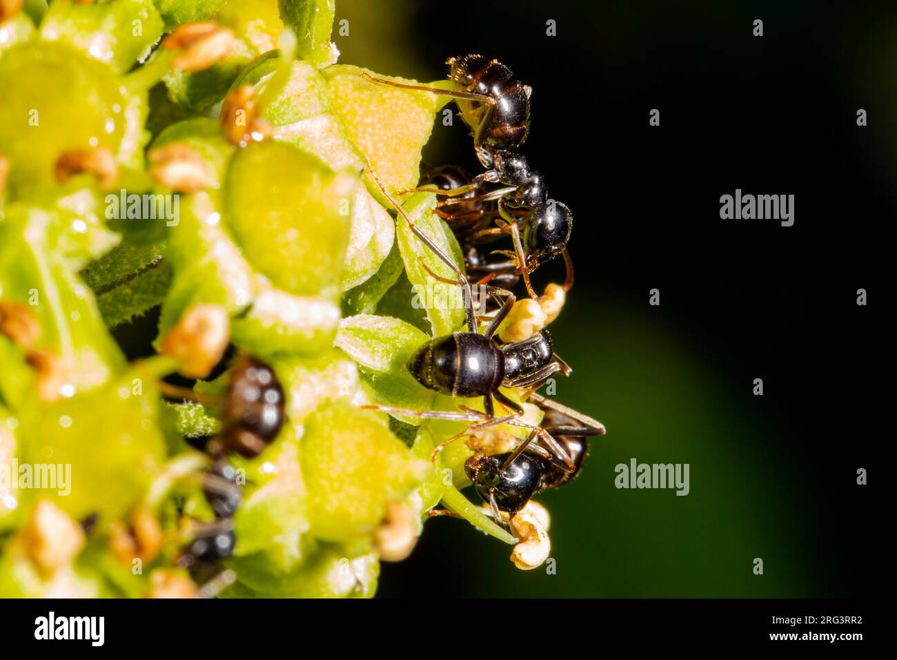 Jet ant hi-res stock photography and images - Alamy
