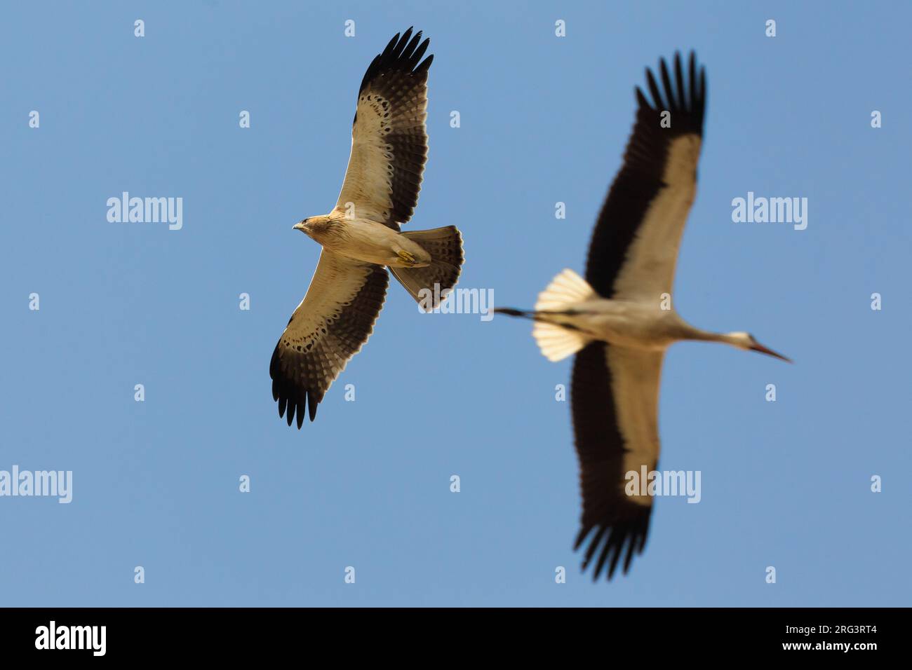 Lichte fase Dwergarend in de vlucht; Light morph Booted Eagle in flight ...