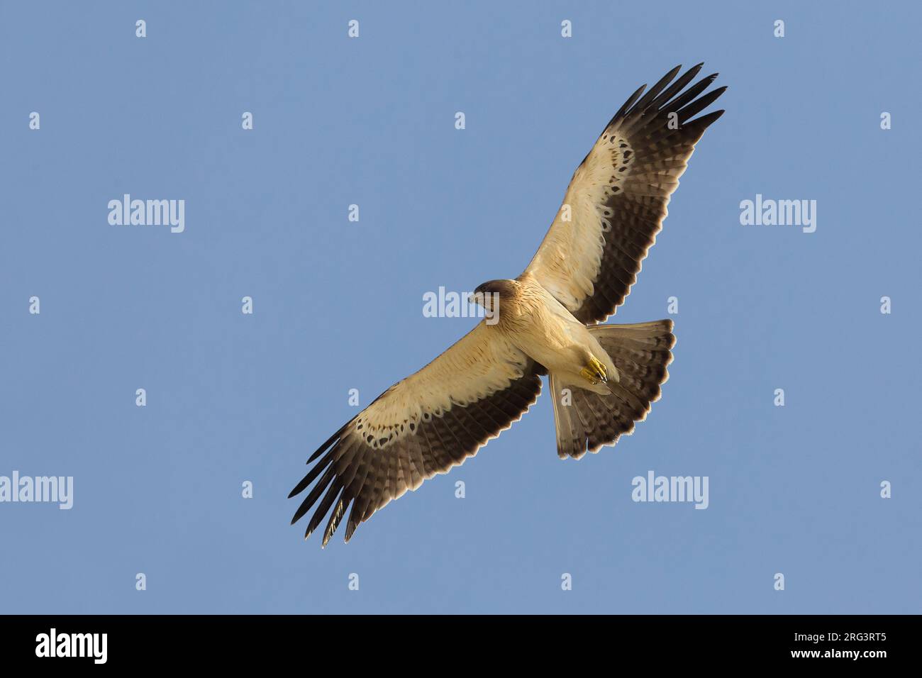 Lichte fase Dwergarend in de vlucht; Light morph Booted Eagle in flight ...