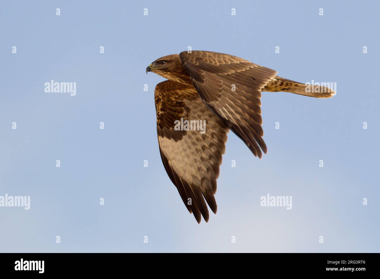 Steppe buzzard in flight hi-res stock photography and images - Alamy