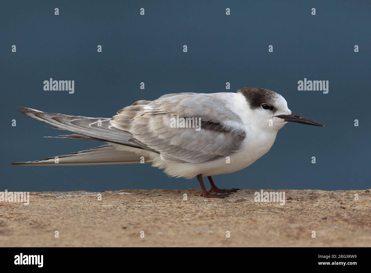 Visdiefje hi-res stock photography and images - Alamy