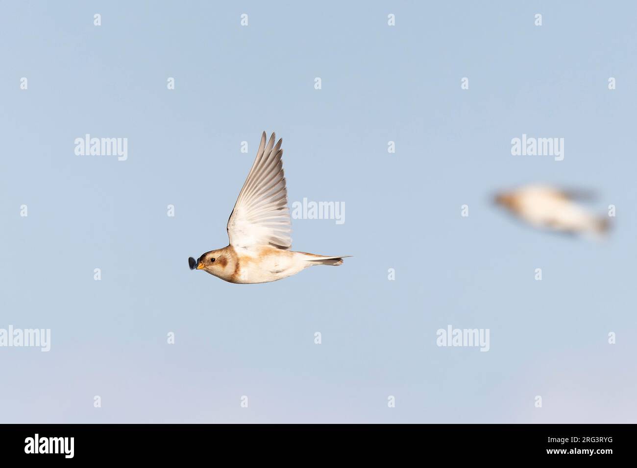 A Snow Bunting is seen flying over a clear blue background Stock Photo ...