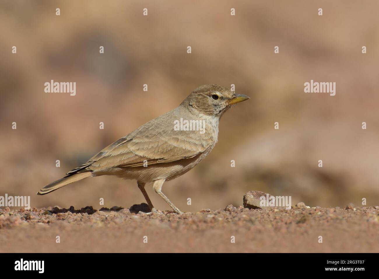 Woestijnleeuwerik in droog habitat; Desert lark in dry habitat Stock ...