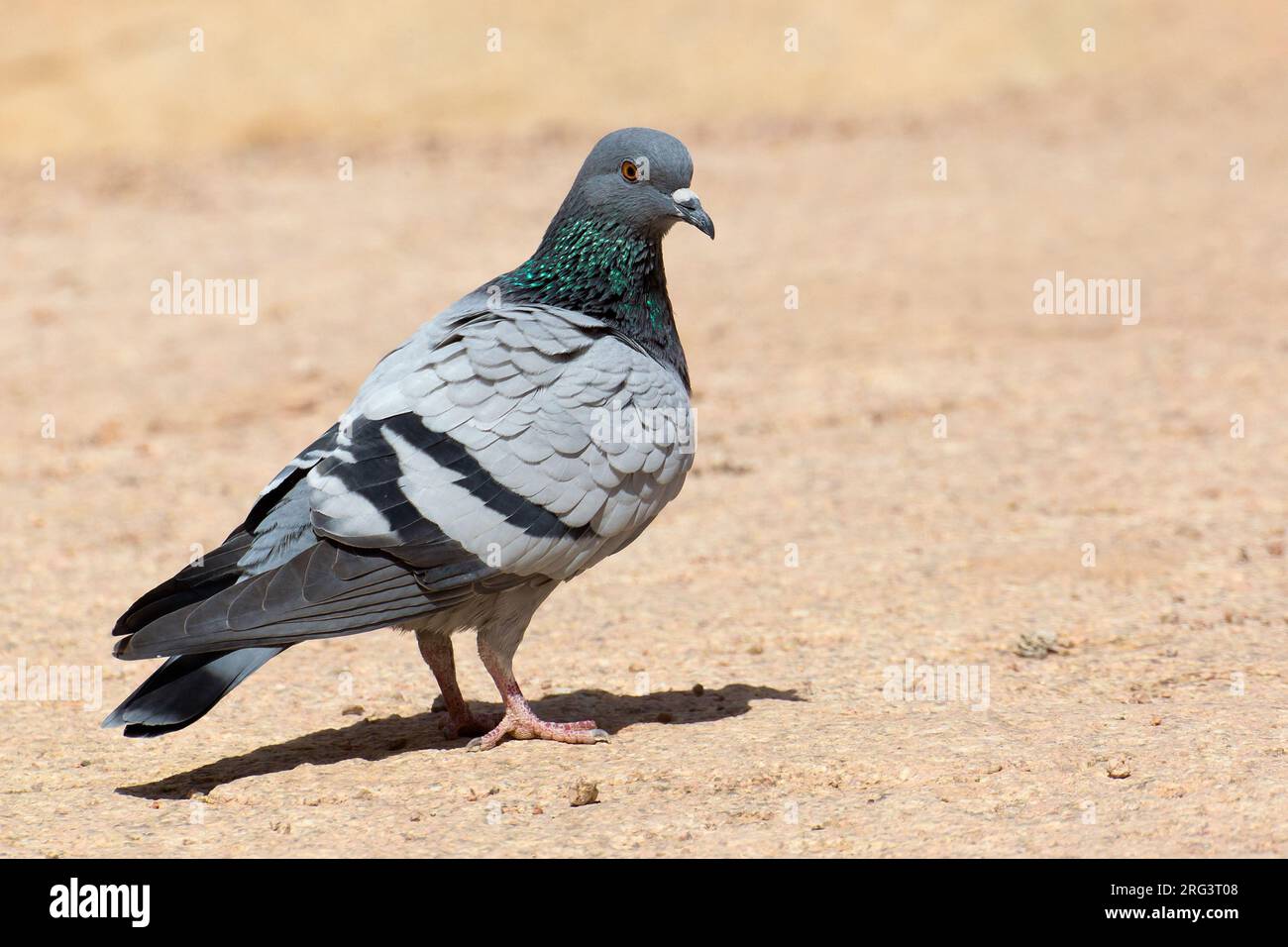 Rotsduif op de grond; Rock Dove on the ground Stock Photo - Alamy