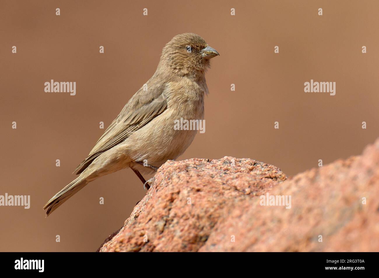 Vrouwtje Sinairoodmus; Female Sinai Rosefinch Stock Photo - Alamy