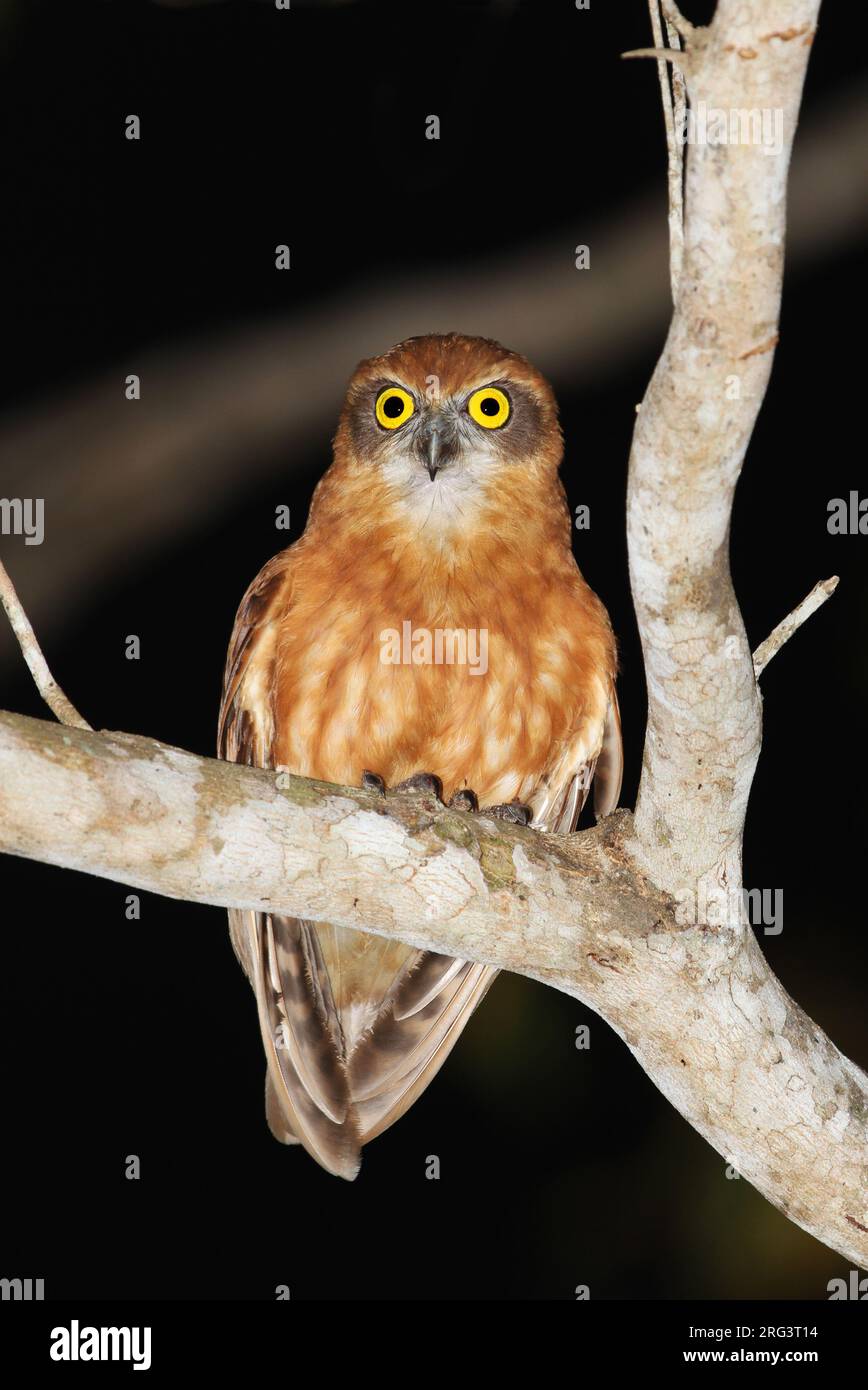 Babar Boobook (Ninox cinnamomina) at night perched in a tree on Babar ...