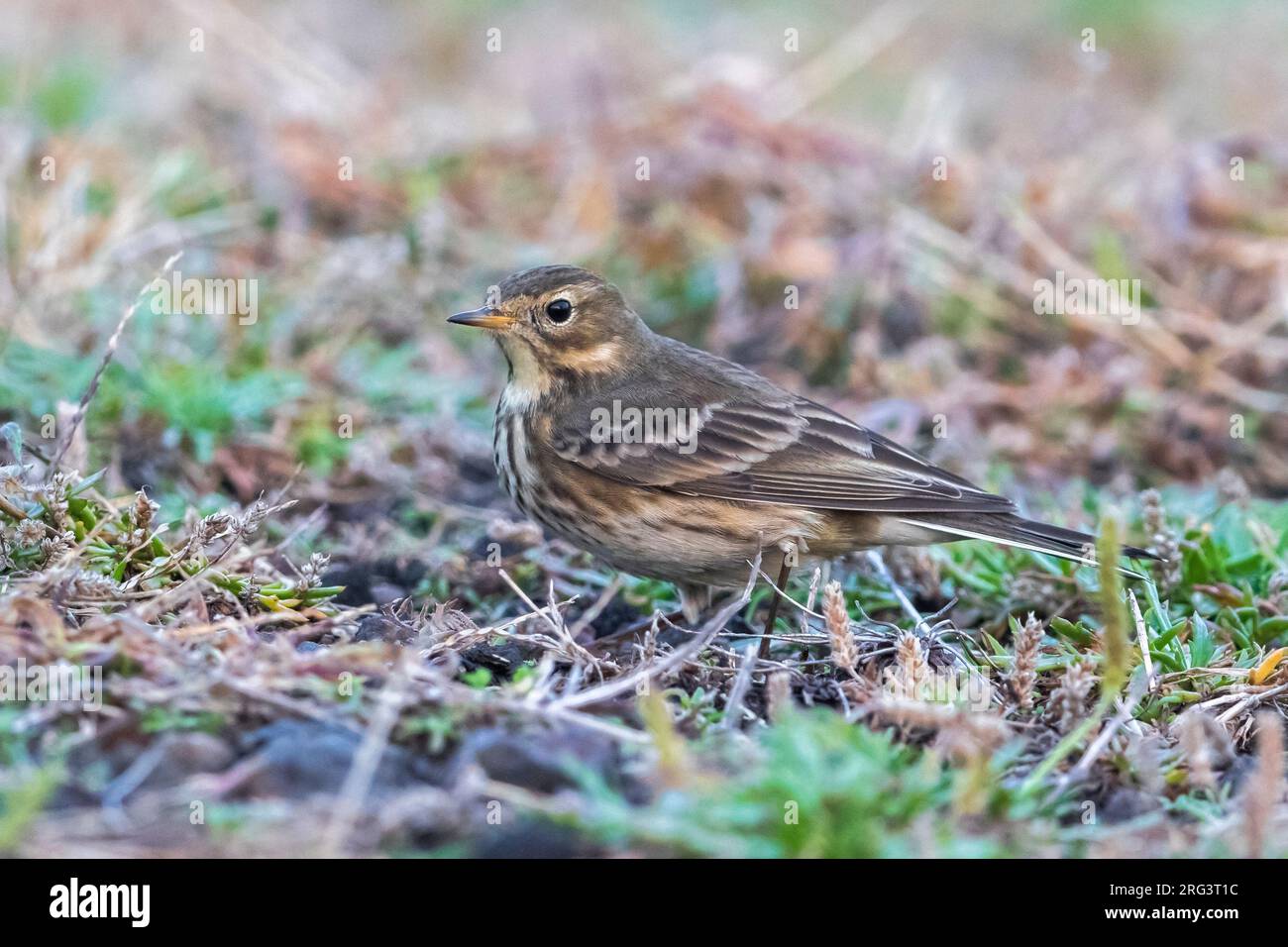 Amerikaanse Waterpieper; American Buff-bellied Pipit Stock Photo - Alamy