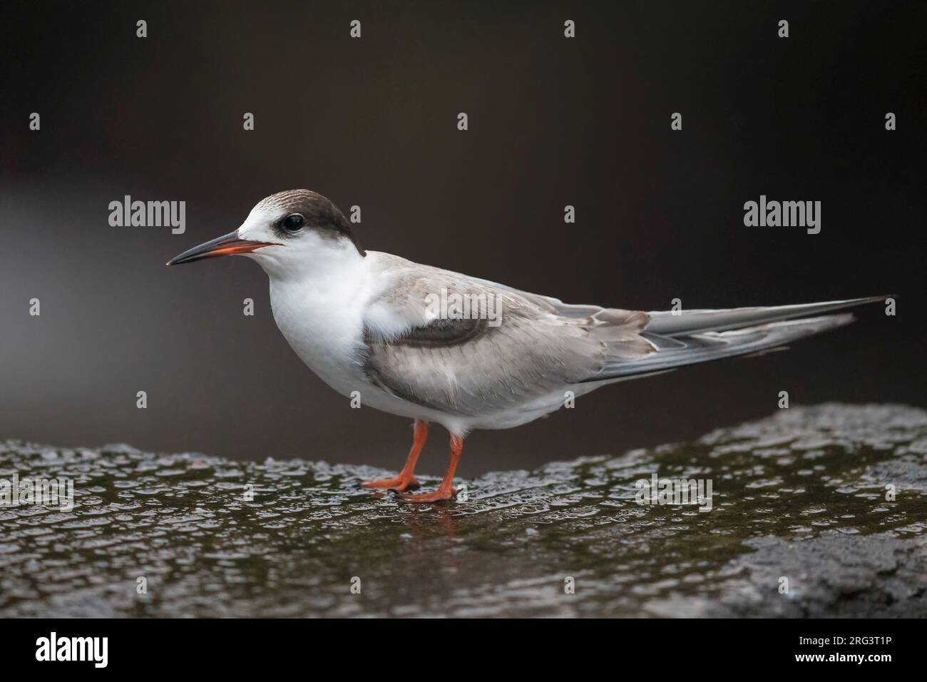 Visdief onvolwassen; Common tern immature Stock Photo - Alamy