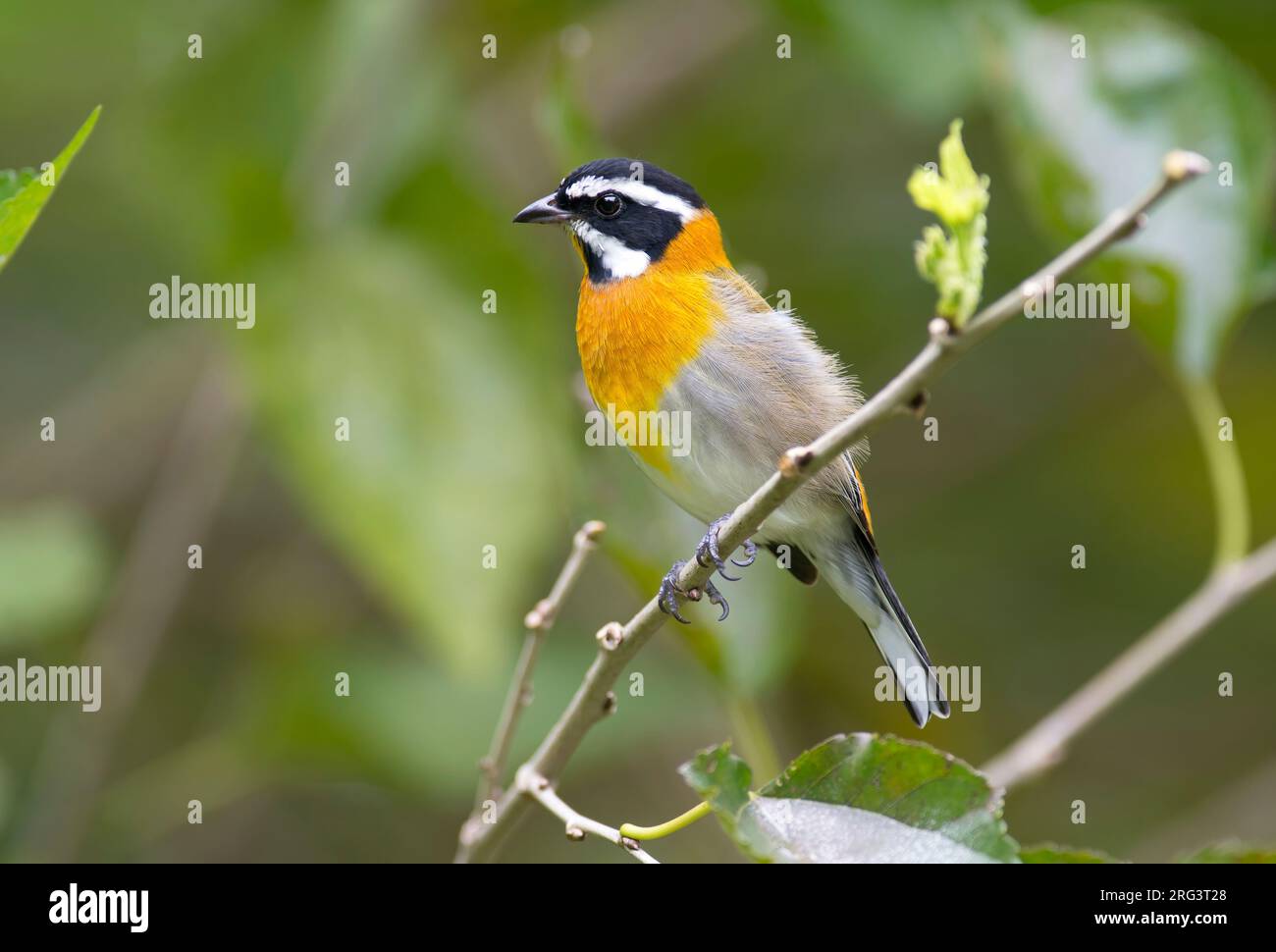 A close-up side view of a male Stripe-headed Tanager also known as ...